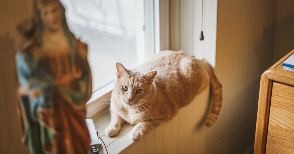 Sweetest Heart of Mary’s loyal Cat(holic) parishioner brings joy to ...